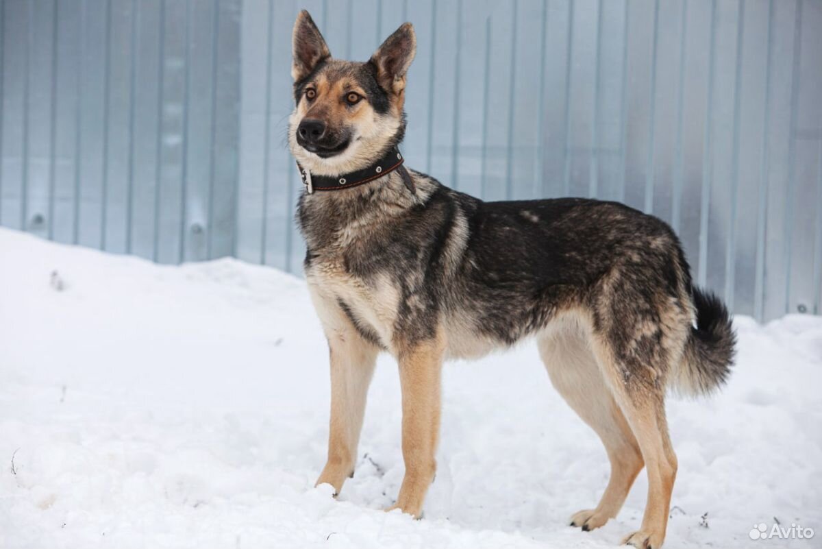 Красотка Кэтти ищет дом