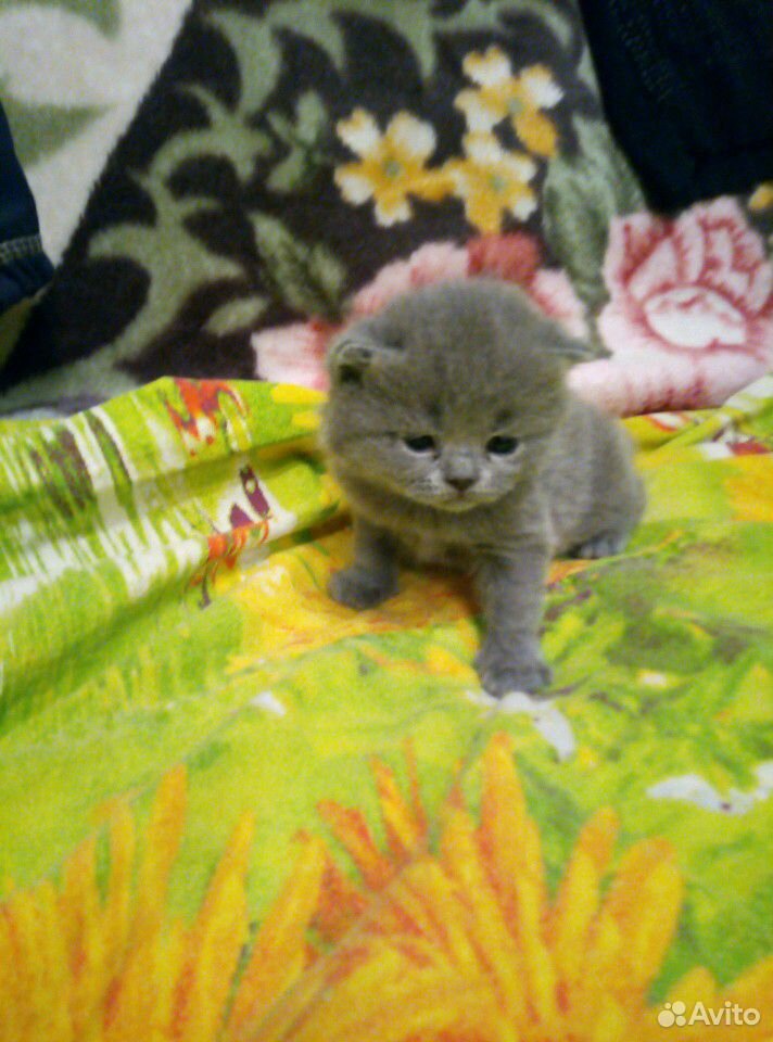 Котята британцы длинношерстные и классические