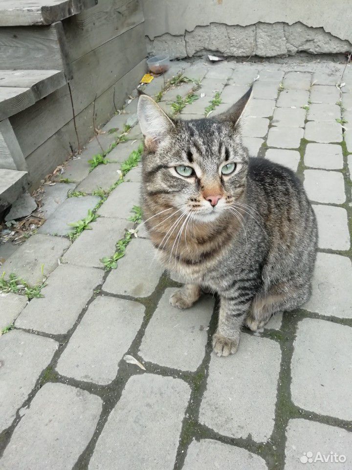 Найден кот