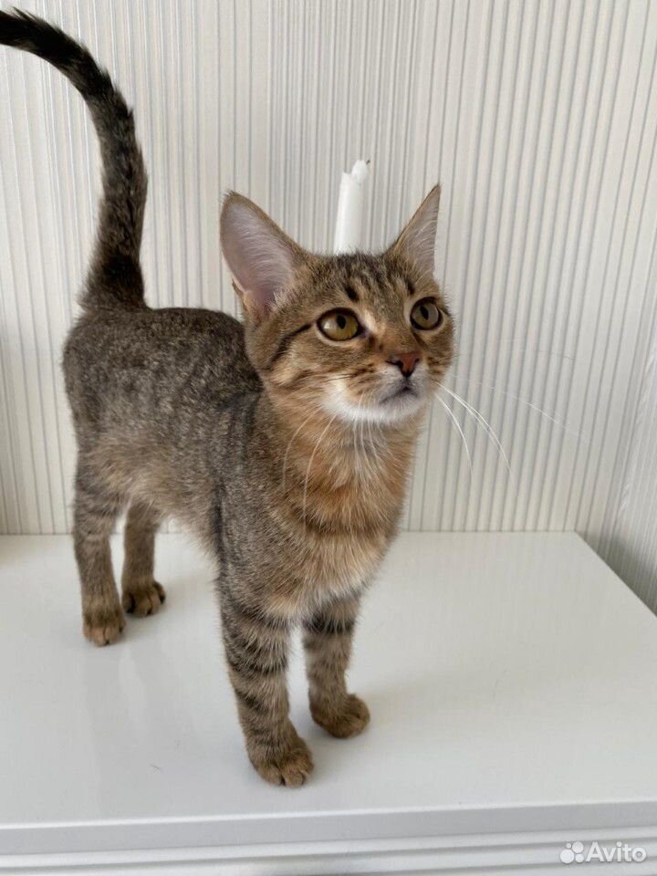 Ласковый привитый котенок Захар 3 мес в дар