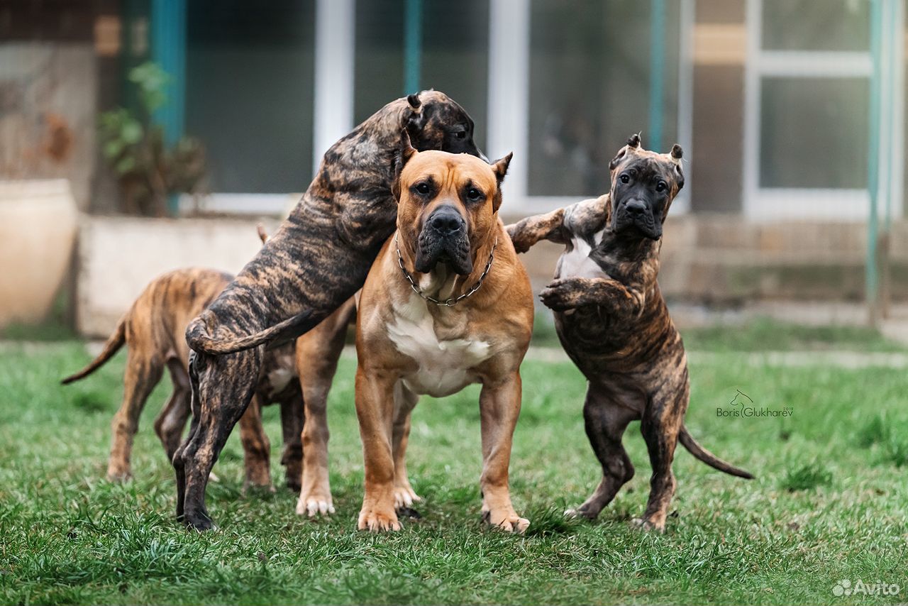 Щенки Канарского дога, рыжие и тигровые