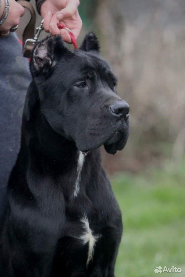 Кане Корсо отличный подрощенный кобель