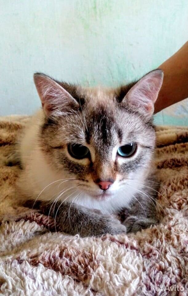 Красивые кошки ищут семью