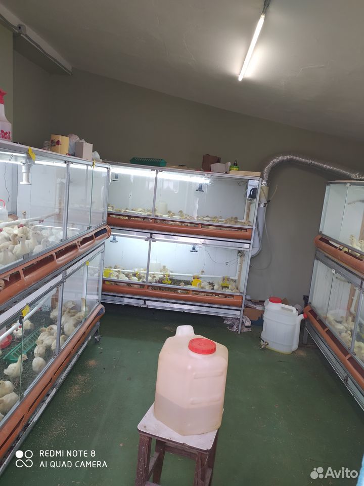 Индюшата 2х недельные(Хайбрид Конвертер)