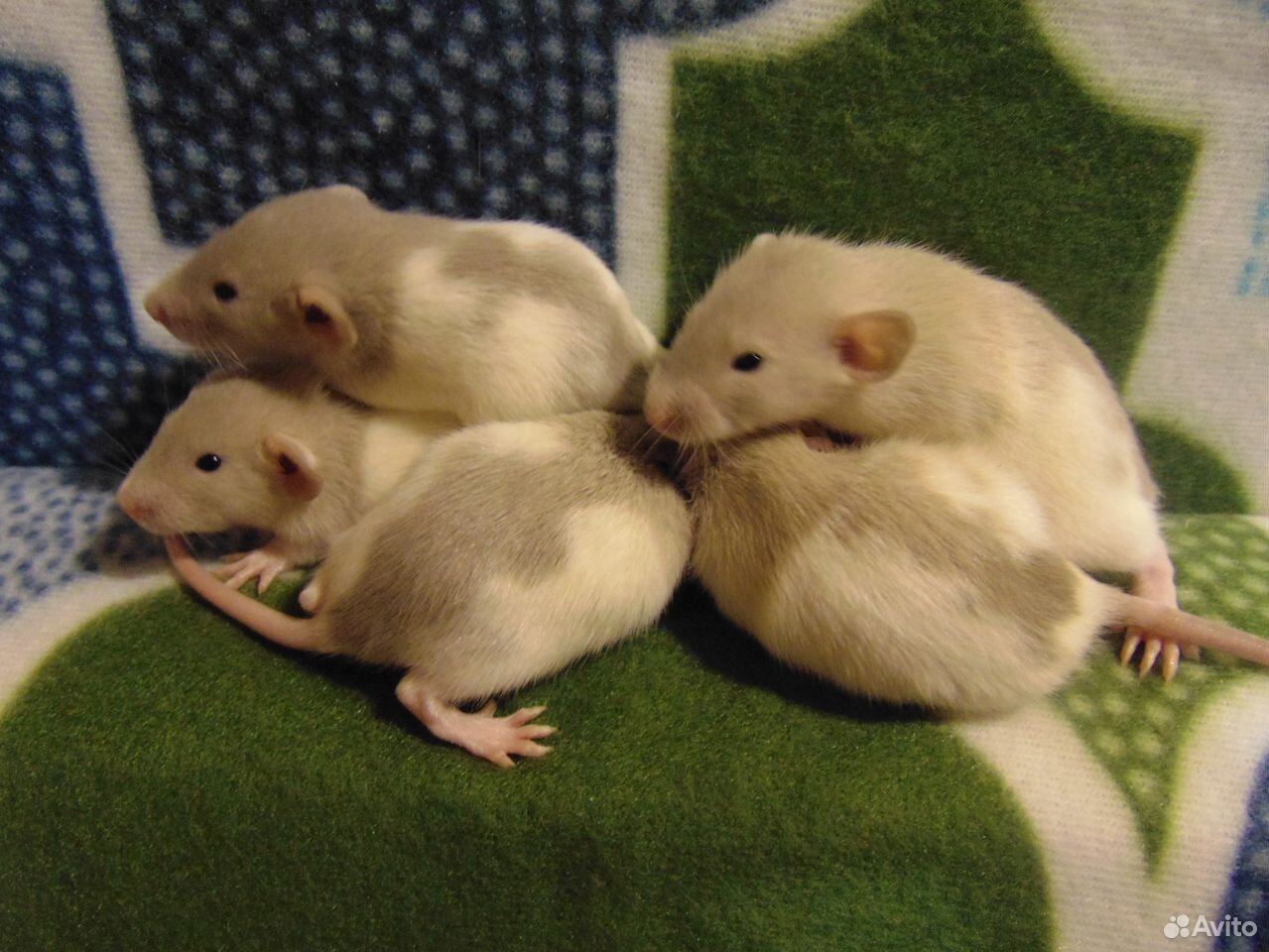 Крысы, крысята дамбо - питомник - бронирование