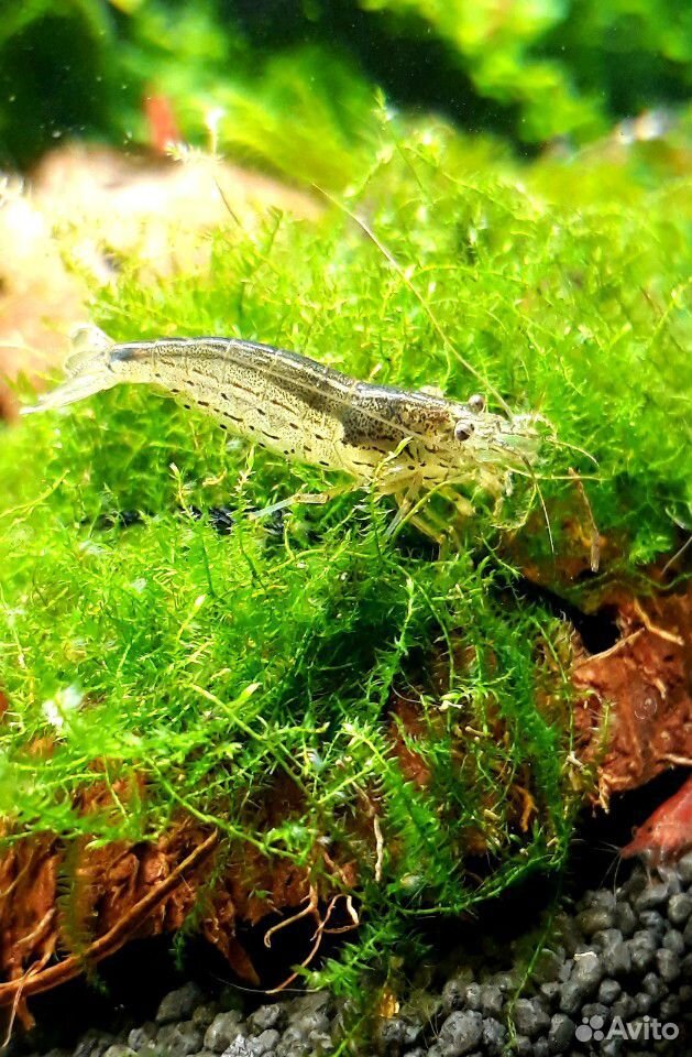 Продам аманок. крупные. активные. до 10 штук