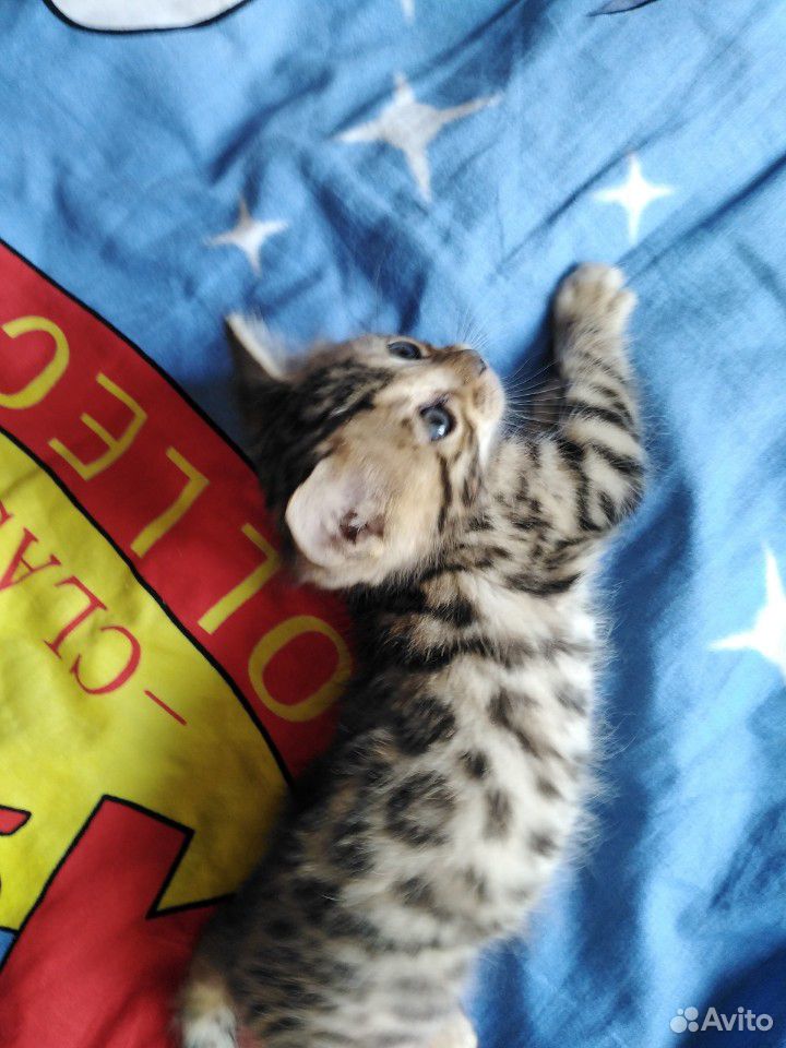 Бенгальская