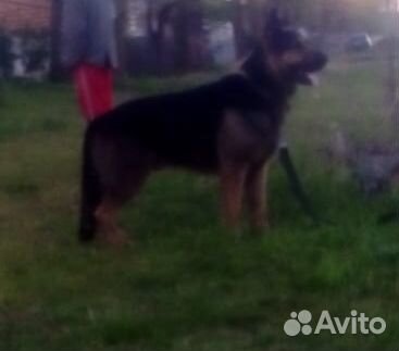 Отдам в добрые руки кабель и сучка