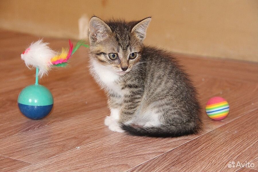 Котенок Полосочка, 1 месяц