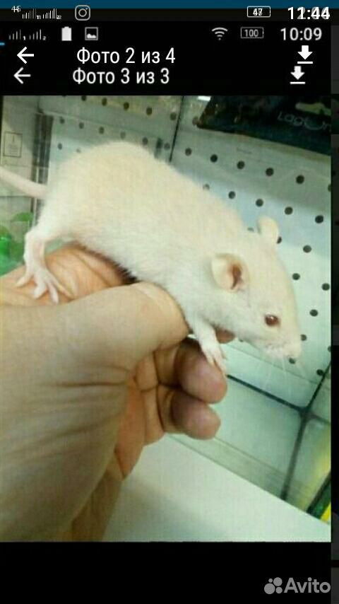 Крысенок с клеткой