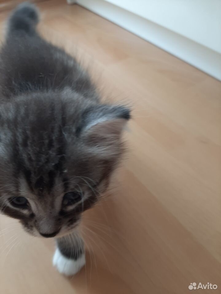 Котенок в добрую семью