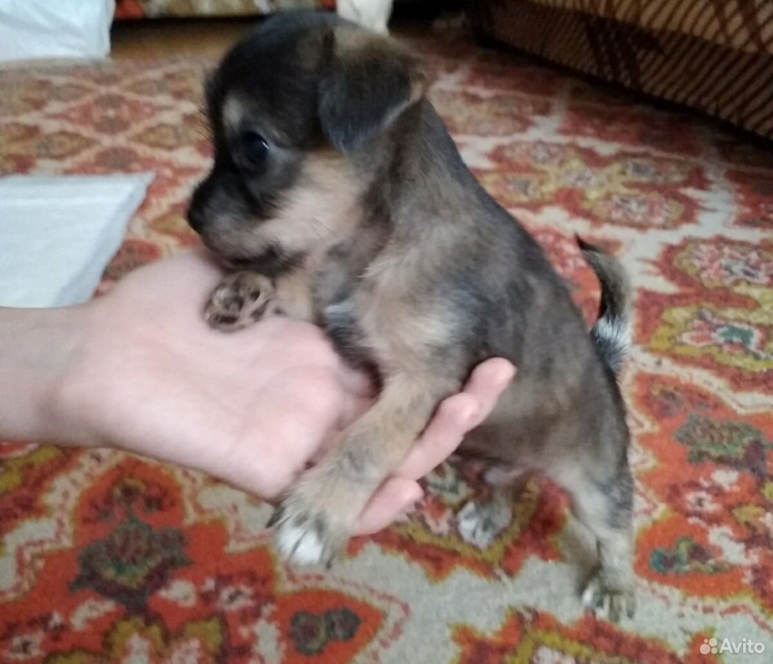 Собака