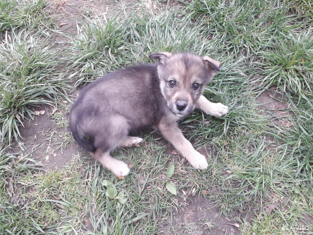 Щенок в хорошие руки