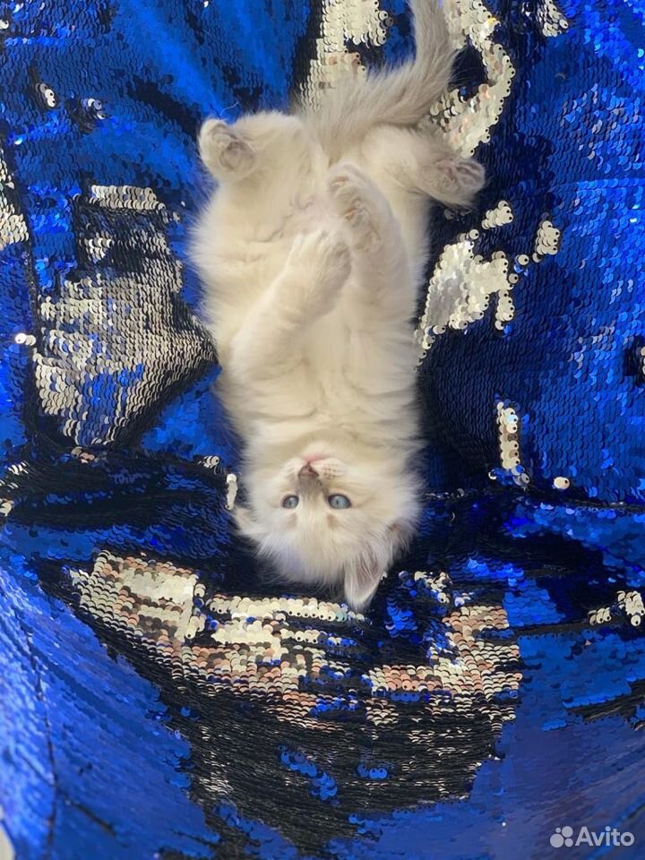 Котята невские маскарадные