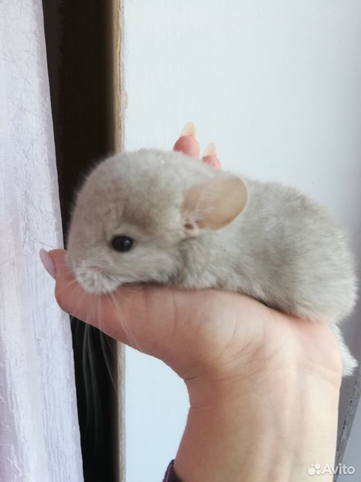 Шиншилла, девочка, окрас беж
