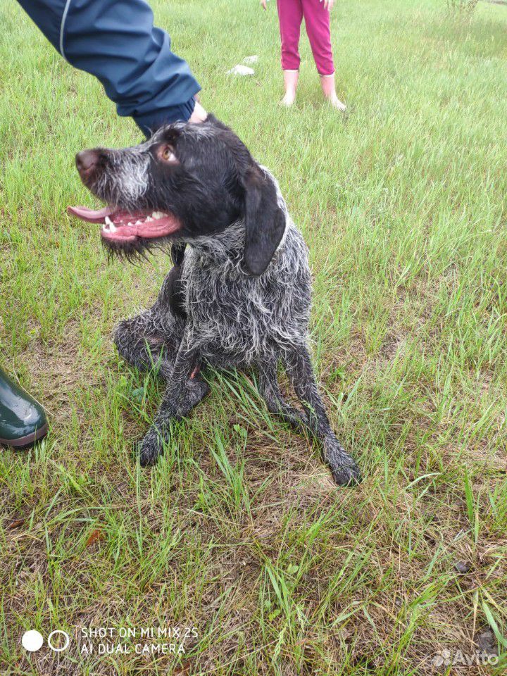 Дратхаар вязка кобель