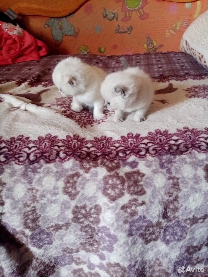 Продам котят веслоухие