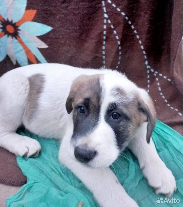 Разноцветный щенок Брюлик в поисках дома