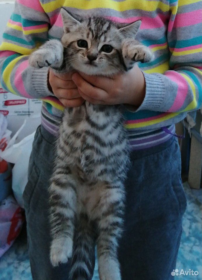 Шотландская прямоухоя девочка