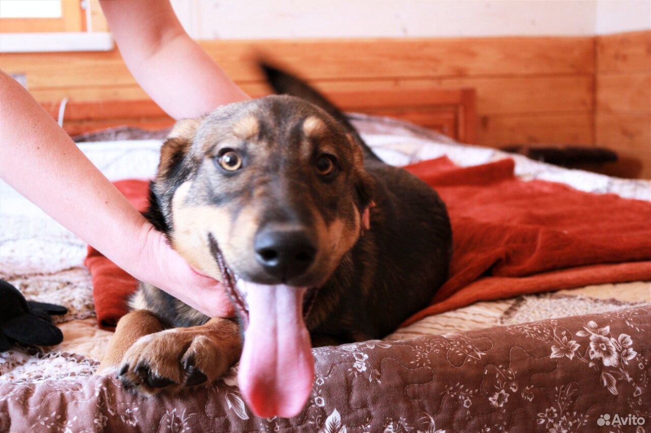 Кобель, щенок кастрирован, привит (собака, собаки)