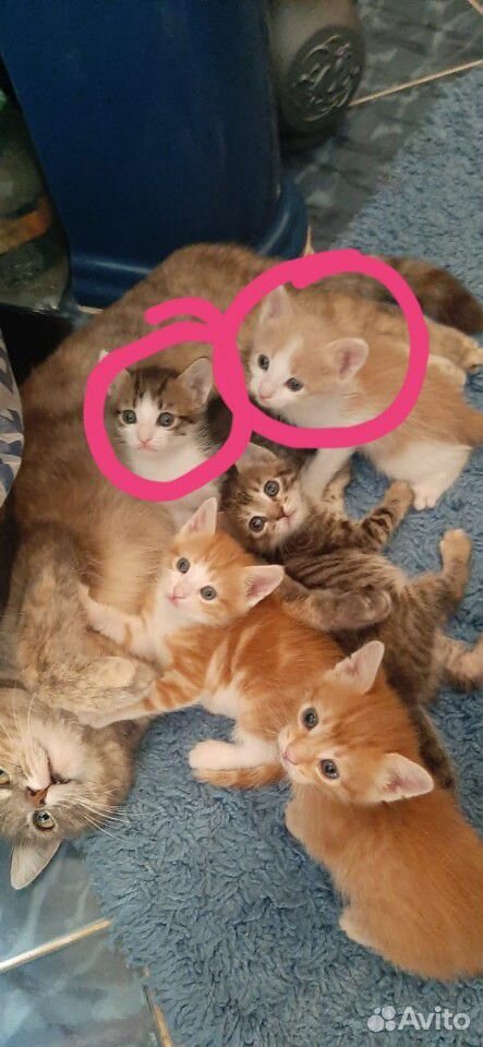 Отдам котят