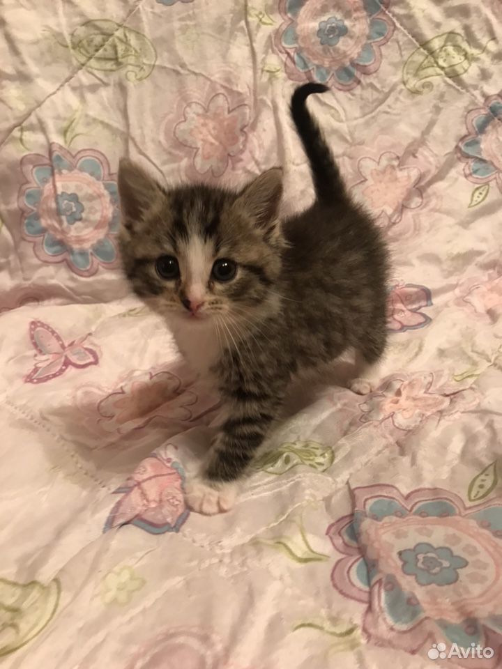 В самые лучшие ручки котёнок Гриша