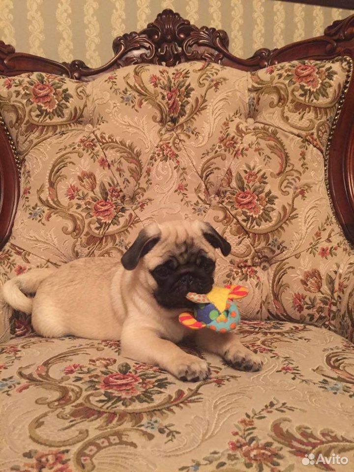 Мопс мальчик девочка 3 мес РКФ