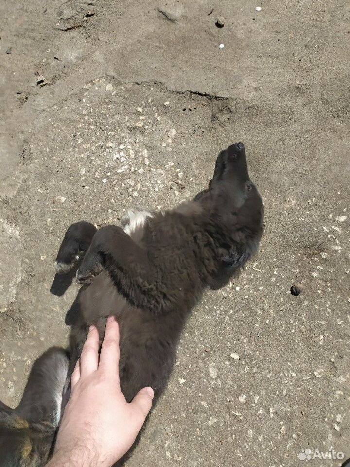 Собака