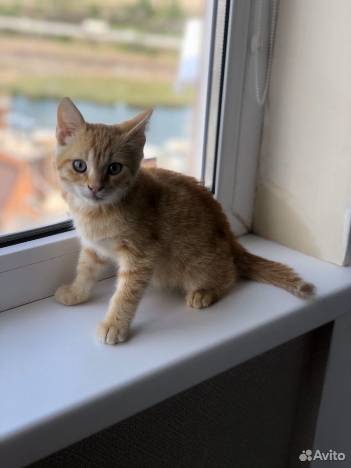 Котёнок Пантелей