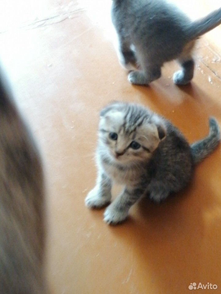 Шотландская