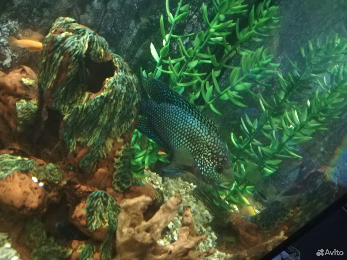 Цихлозома пчела