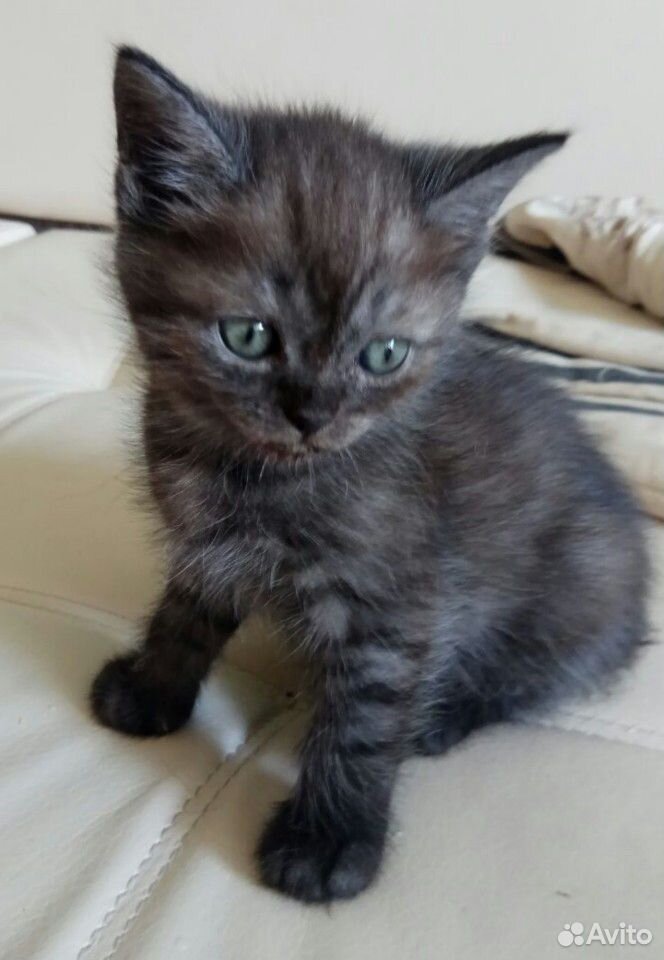 Котята Британские мальчики