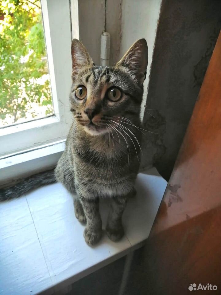 Веселый котик ищет хозяина-друга