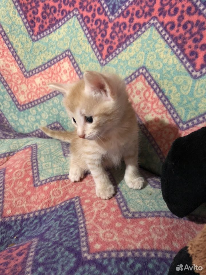 Котёнок