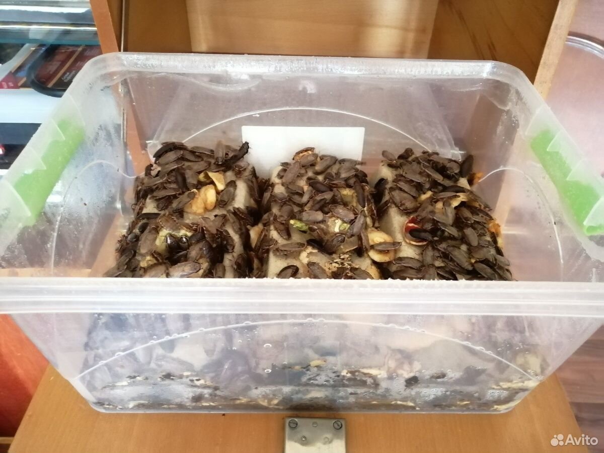 Мраморные тараканы