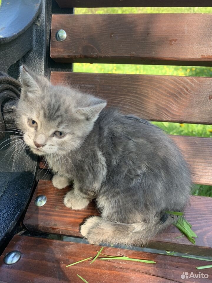 Кошка