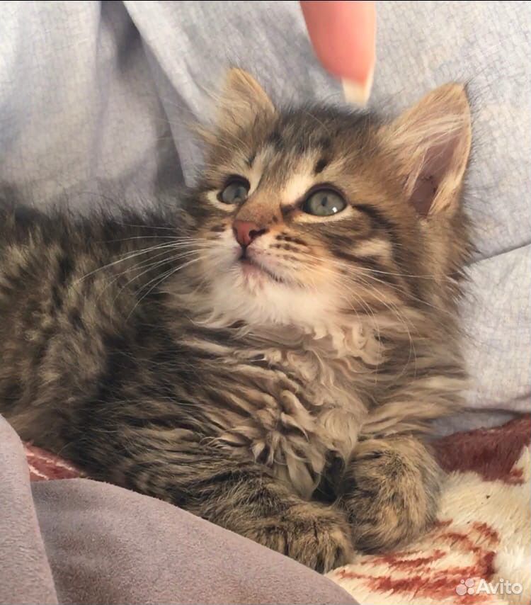 Котенок в хорошие руки