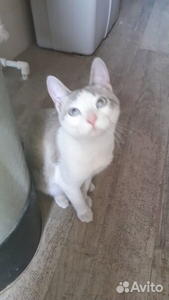 Котик подросток