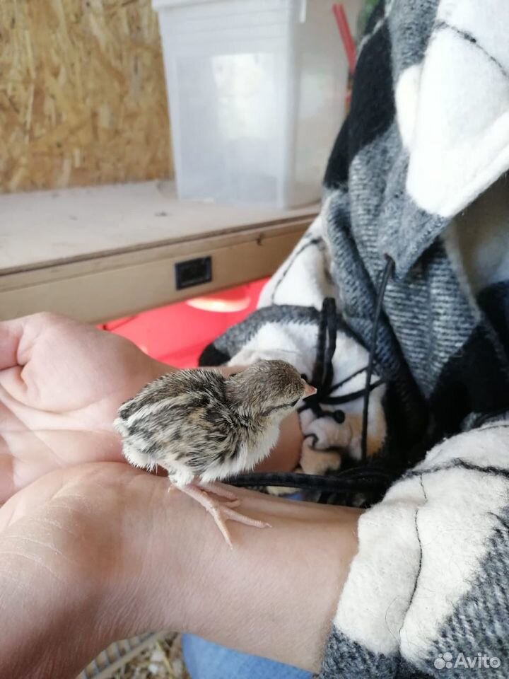 Кеклик-инкубационное яйцо, цыплята кеклика, молодн