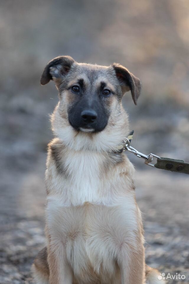 Щенок (дев) Лейла ищет дом