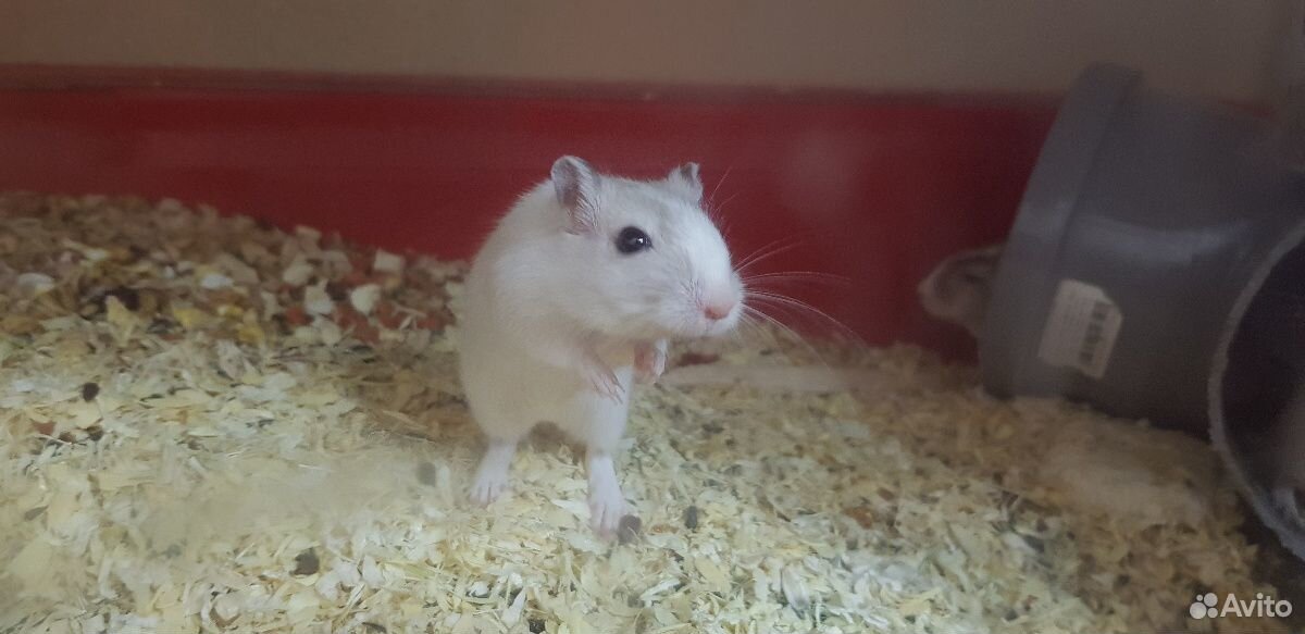 Песчанки (малыши)