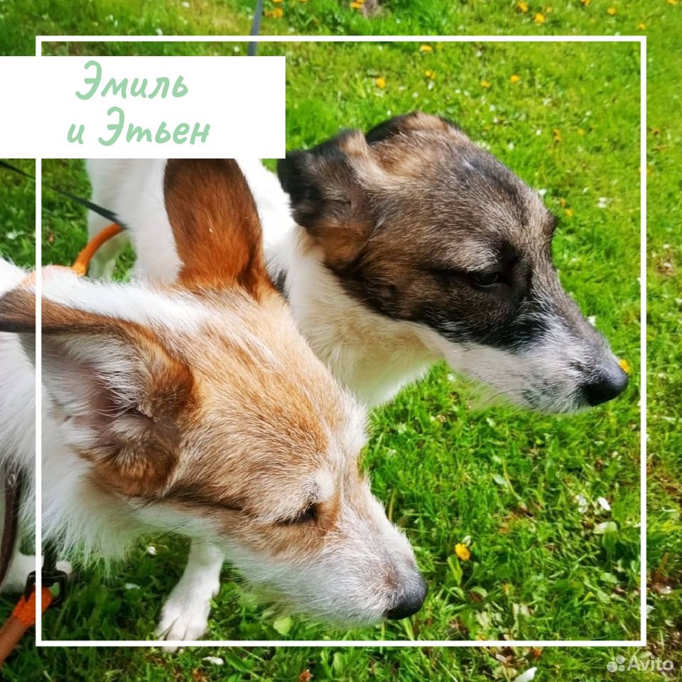 Собаки в добрые руки