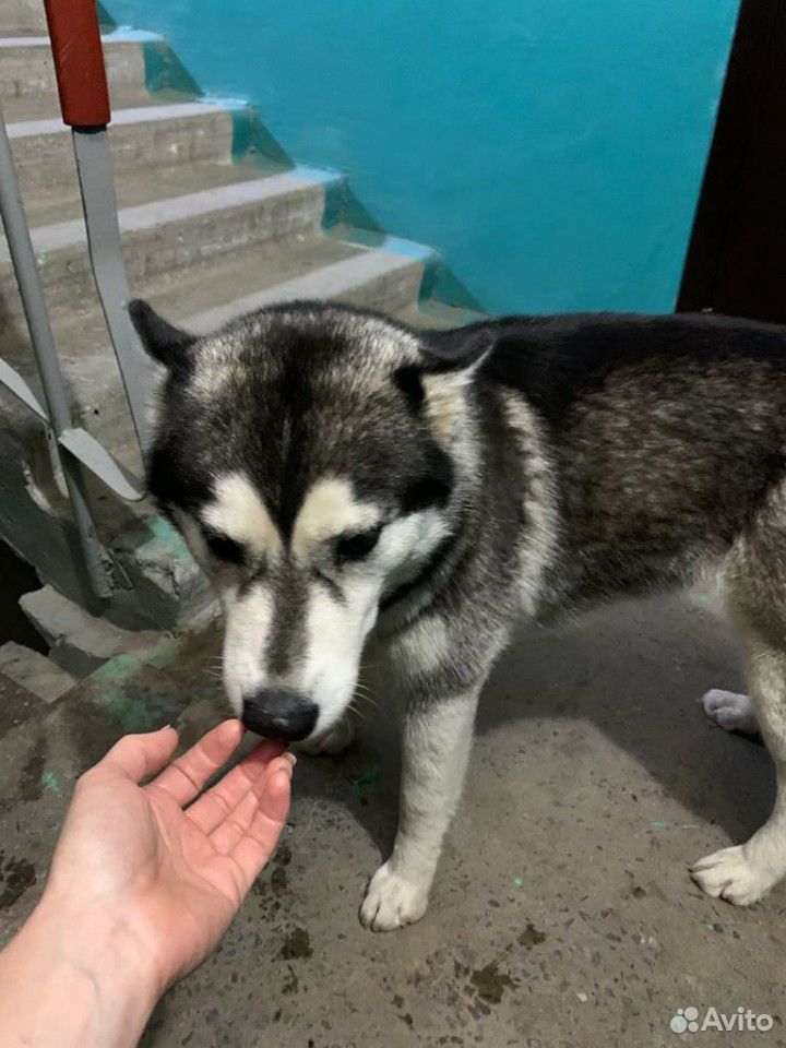 Ищем хозяев потеряшке