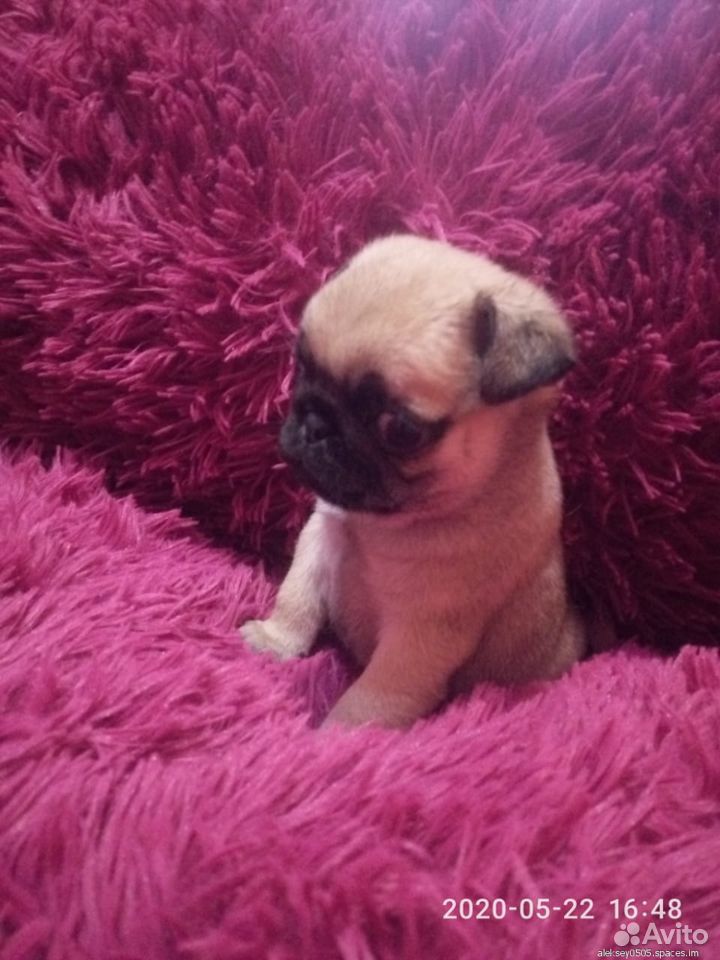 Мальчик мопсик