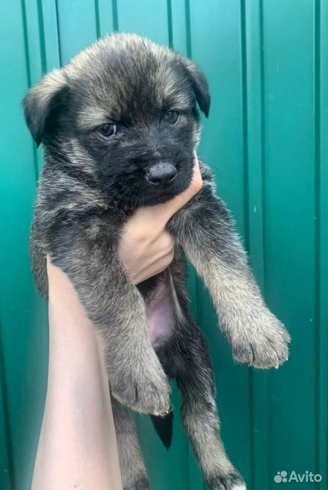 Игрульки ищут дом