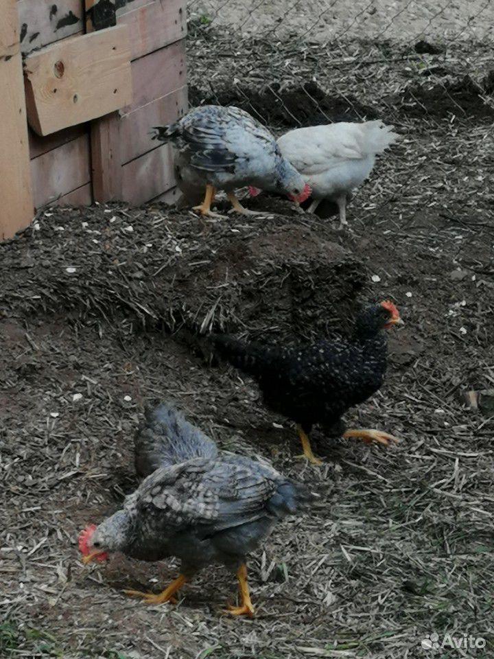 Цыплята подрощенные