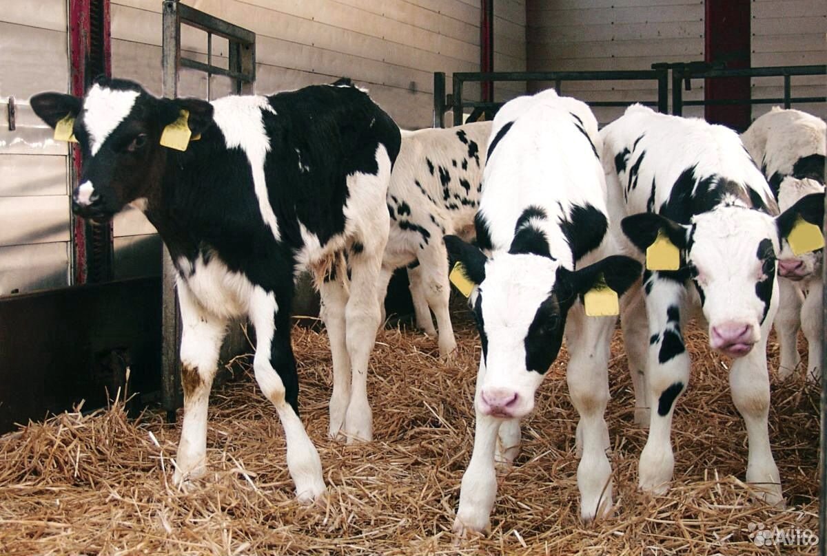 Бычки Телята