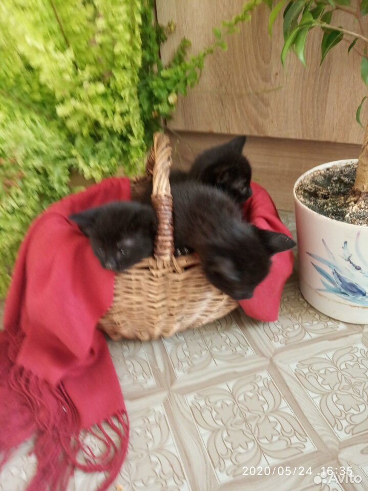 Котята в добрые руки