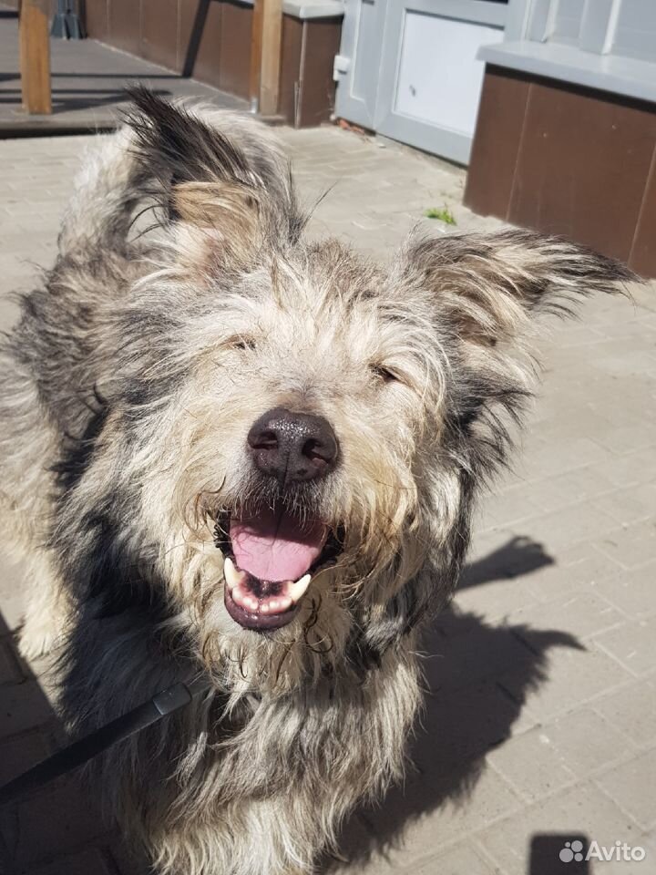 Графчика ищет дом