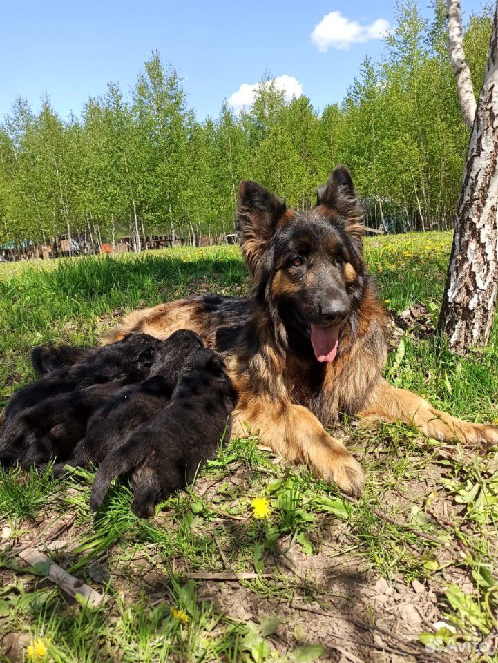 Продаются шенки немецкой длинношерстной овчарки